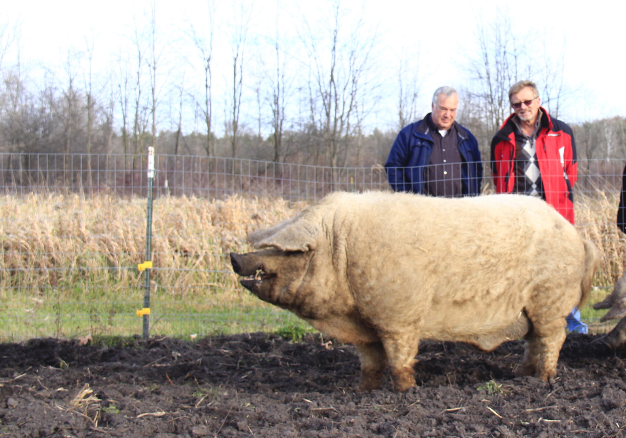 HISTORY OF THE BREED – MBOAR