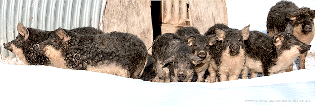 HISTORY OF THE BREED – MBOAR