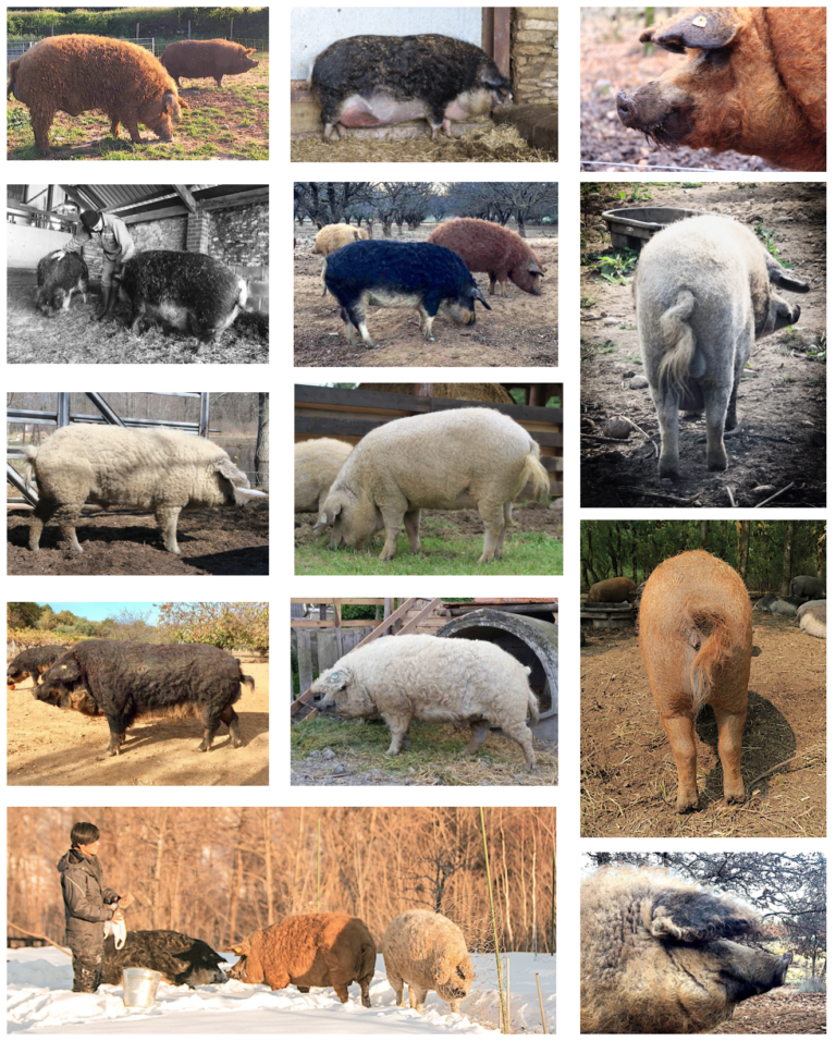 BREED STANDARDS – MBOAR