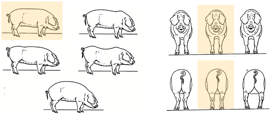 BREED STANDARDS – MBOAR