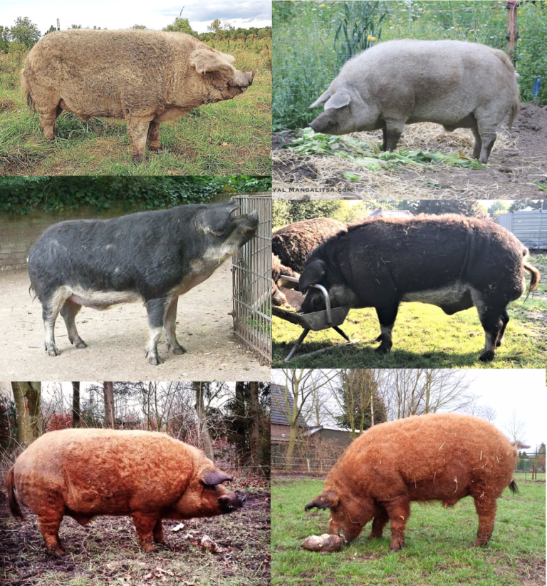 BREED STANDARDS – MBOAR